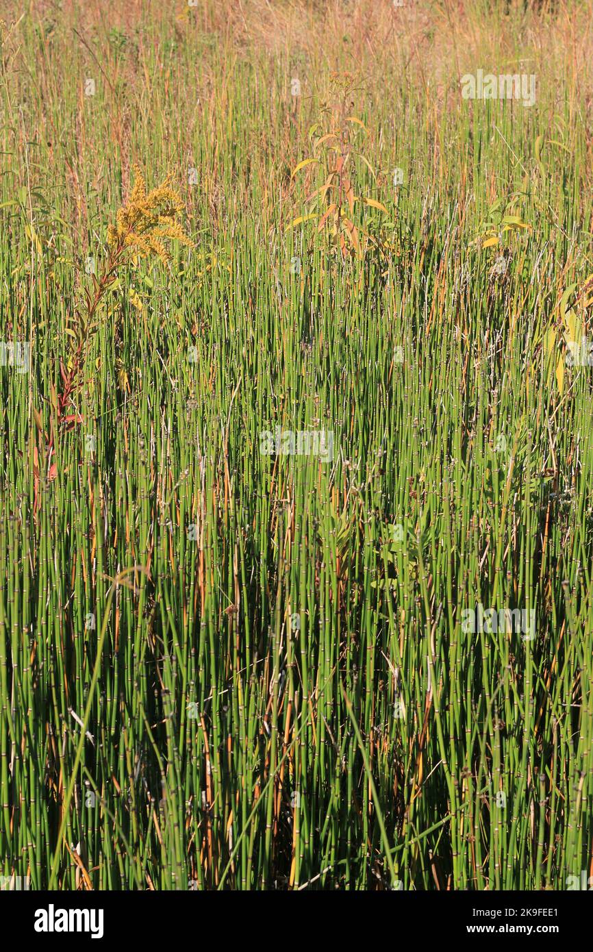 Typical common wild reeds and grasses growing along the shoreline Stock ...