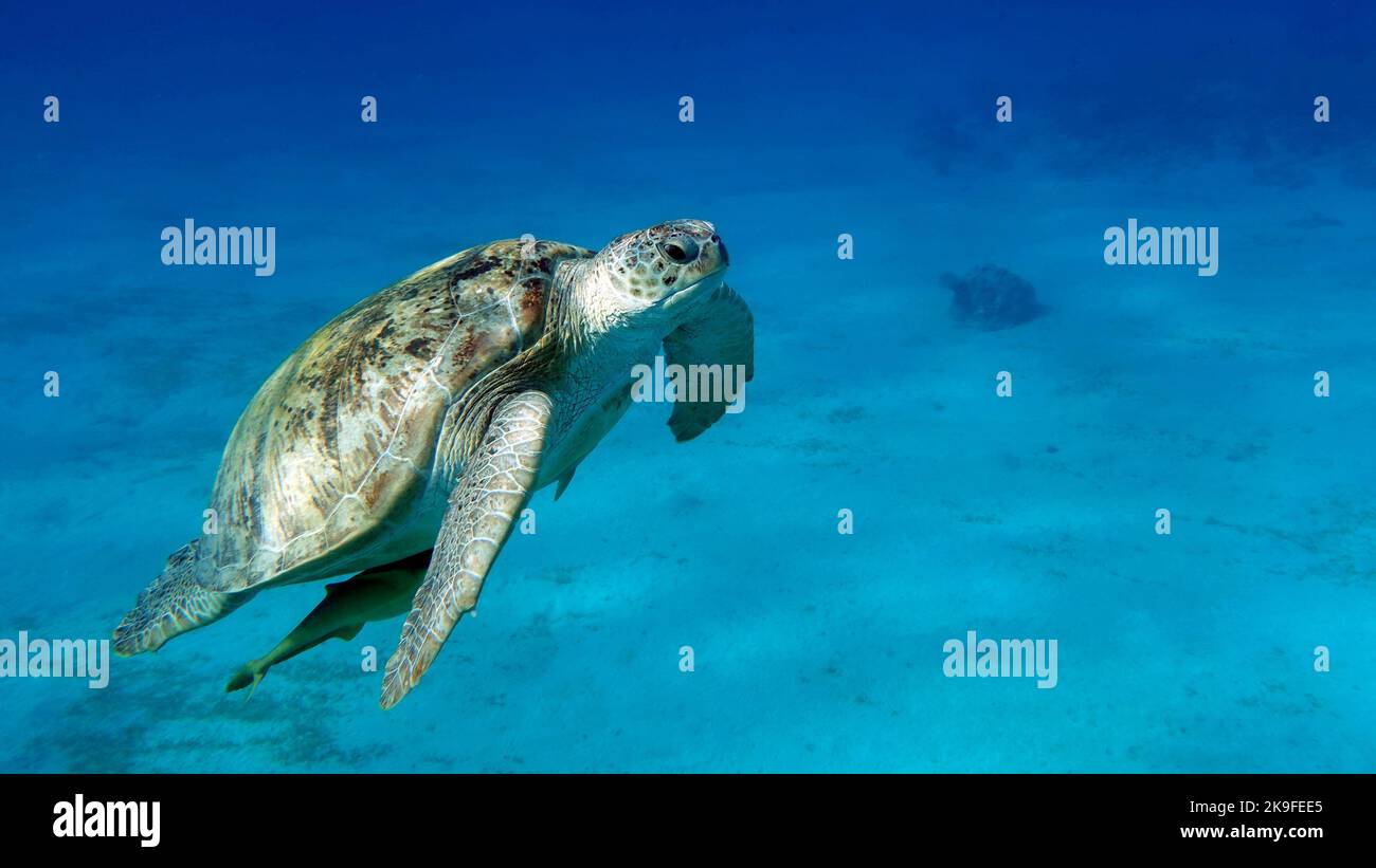 Big Green turtle , Green turtles are the largest of all sea turtles. A ...
