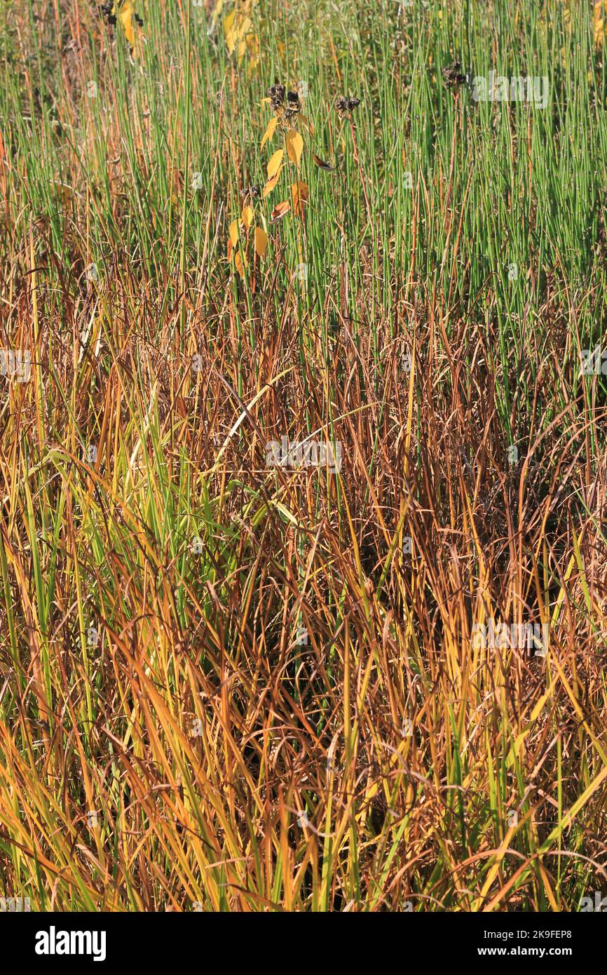 Typical common wild reeds and grasses growing along the shoreline Stock ...