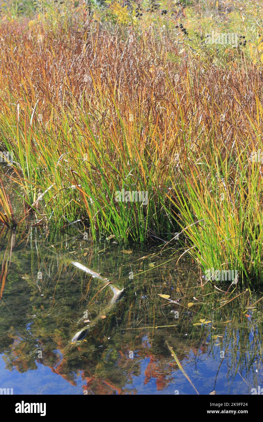 Typical common wild reeds and grasses growing along the shoreline Stock ...