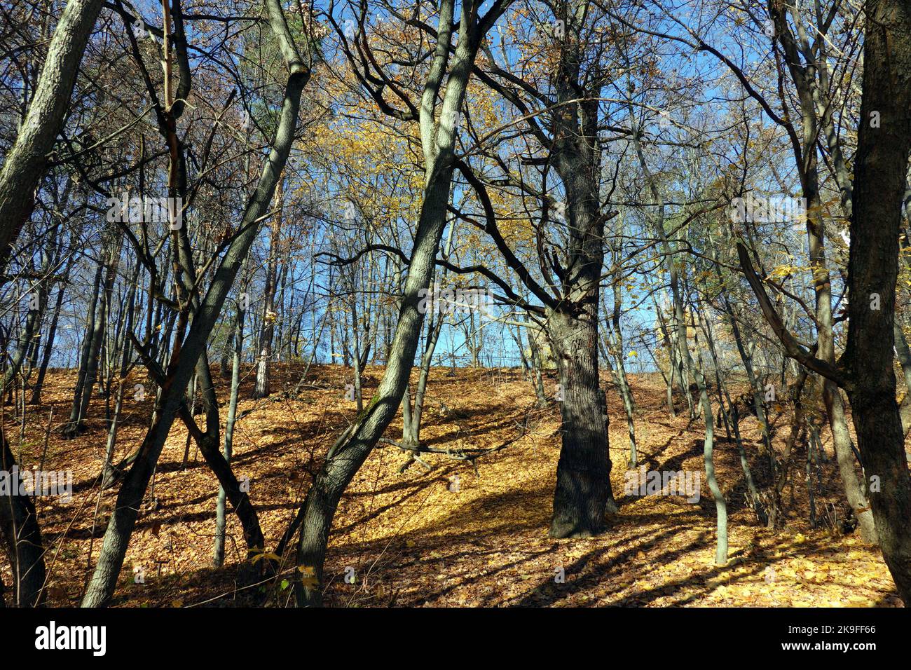 Rural landscape with hill in the park with oaks and other trees and ...