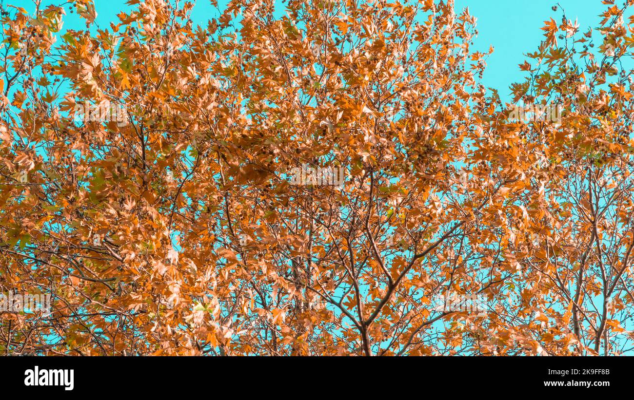 Autumn leaves on plane tree and clear sky. Seasonal pass from autumn to ...