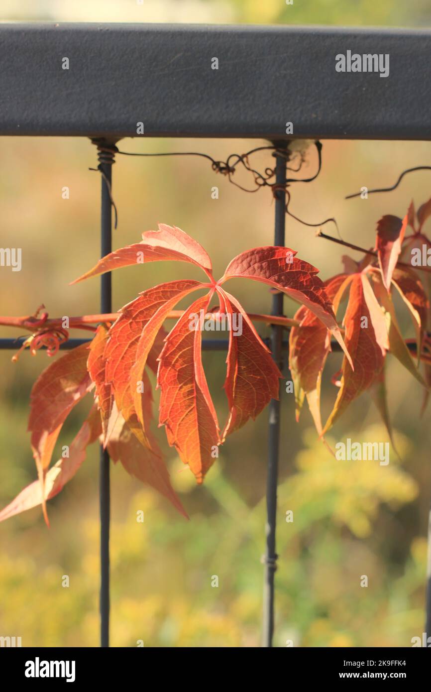 BrIght red autumn leaves shimmering with the golden fall colors Stock ...