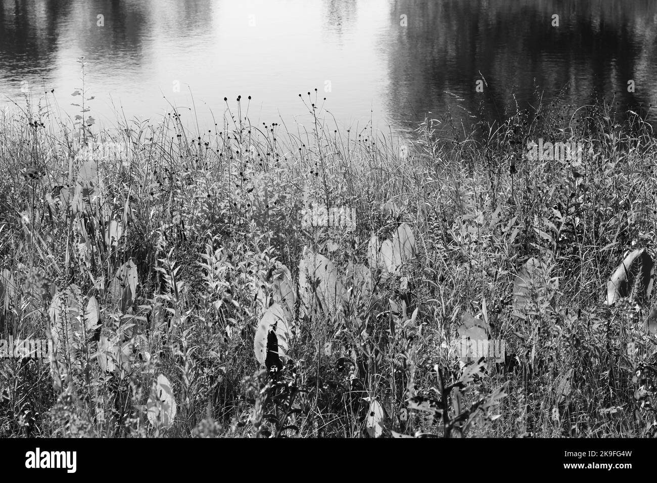 Wild reeds and grasses growing along the quiet shoreline in a black and ...