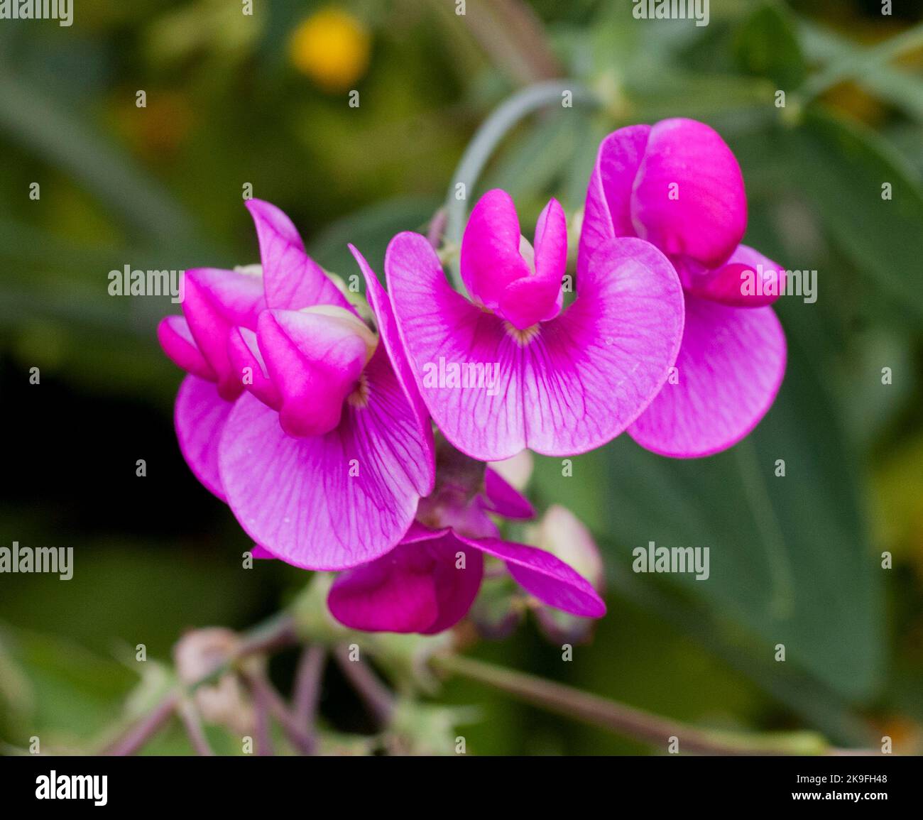 SWEET PEA Lathyrus Odoratus Stock Photo - Alamy