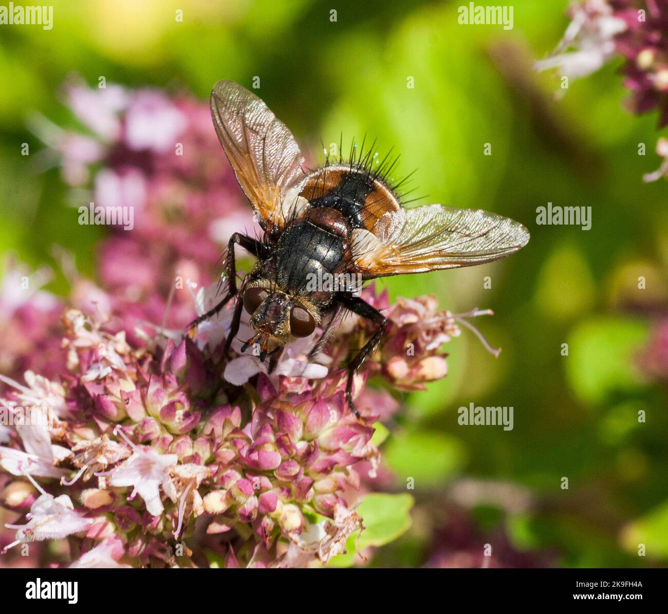 TACHINA FERA fly in genus Tachina Stock Photo - Alamy