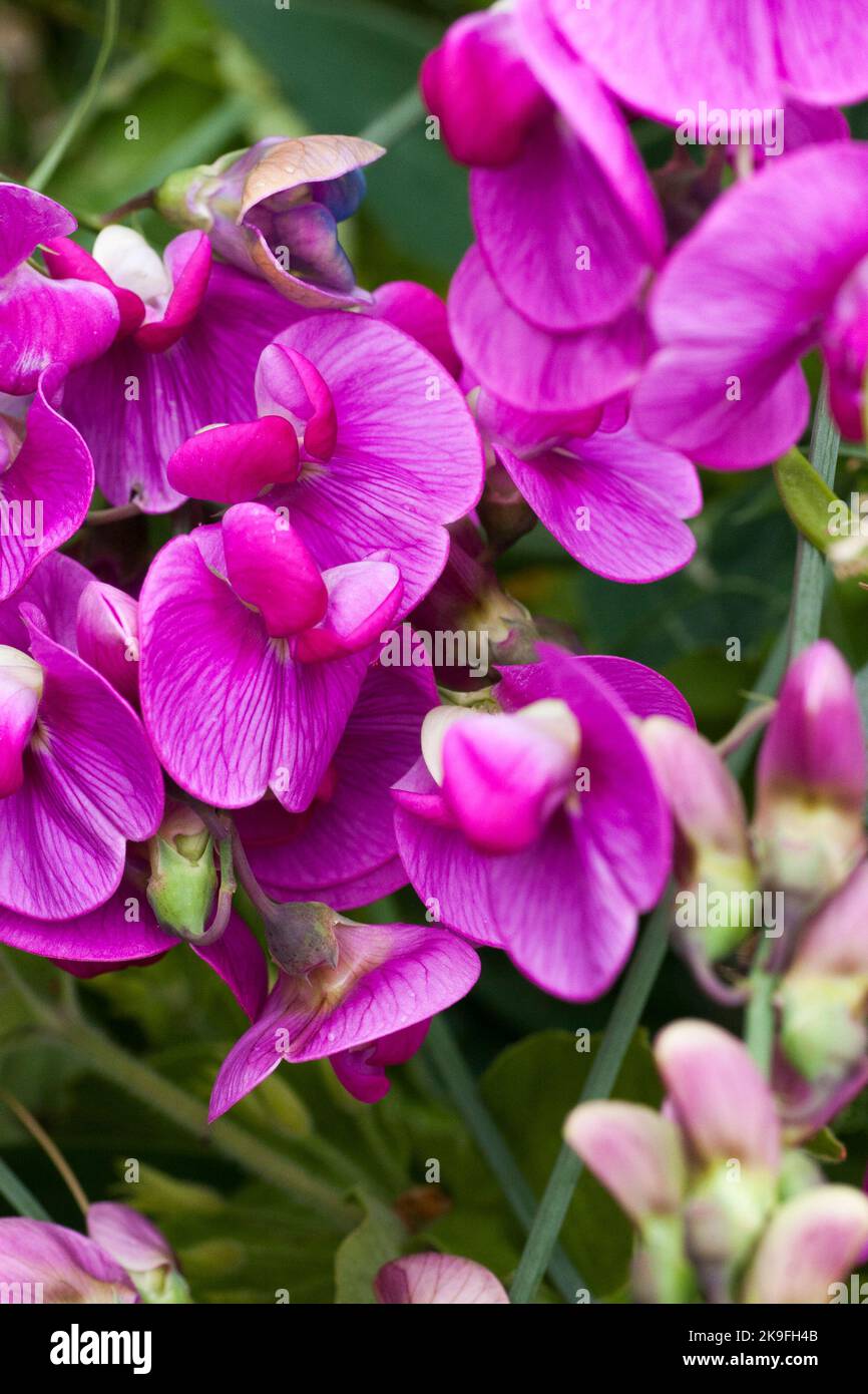 SWEET PEA Lathyrus Odoratus Stock Photo - Alamy