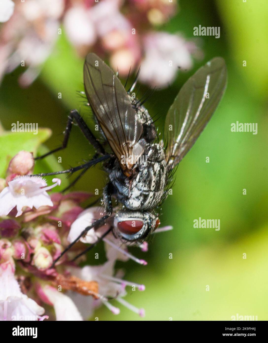 TACHINA FERA fly in genus Tachina Stock Photo - Alamy