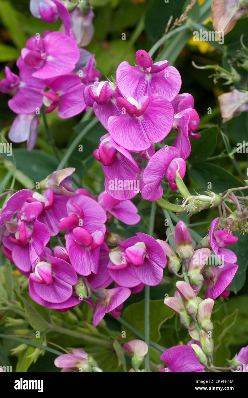 SWEET PEA Lathyrus Odoratus Stock Photo - Alamy