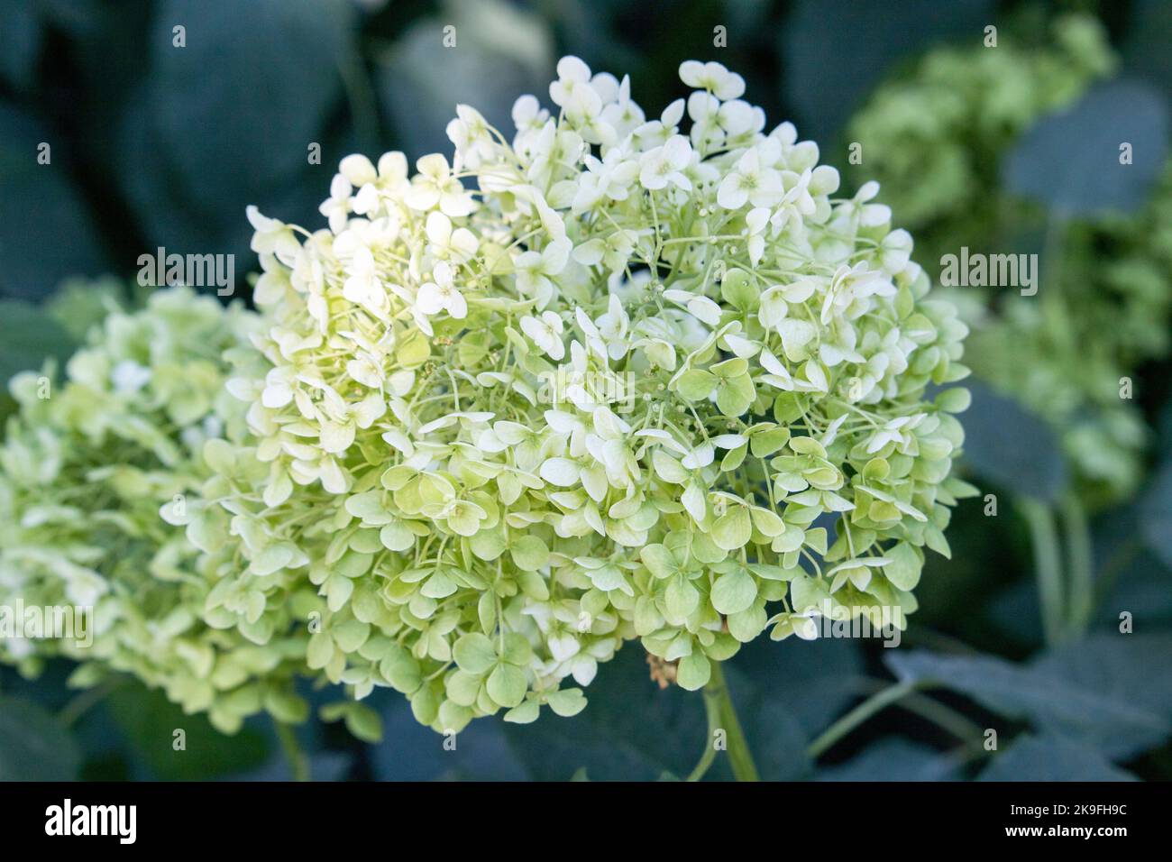 Hydrangea paniculata , Hydrangea Stock Photo - Alamy