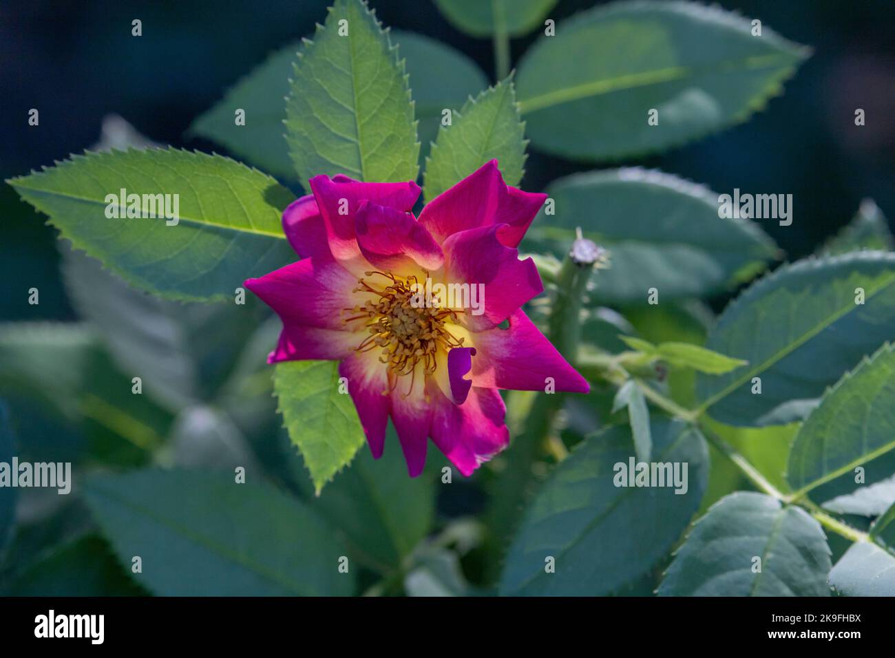 Rosa magenta hi-res stock photography and images - Alamy