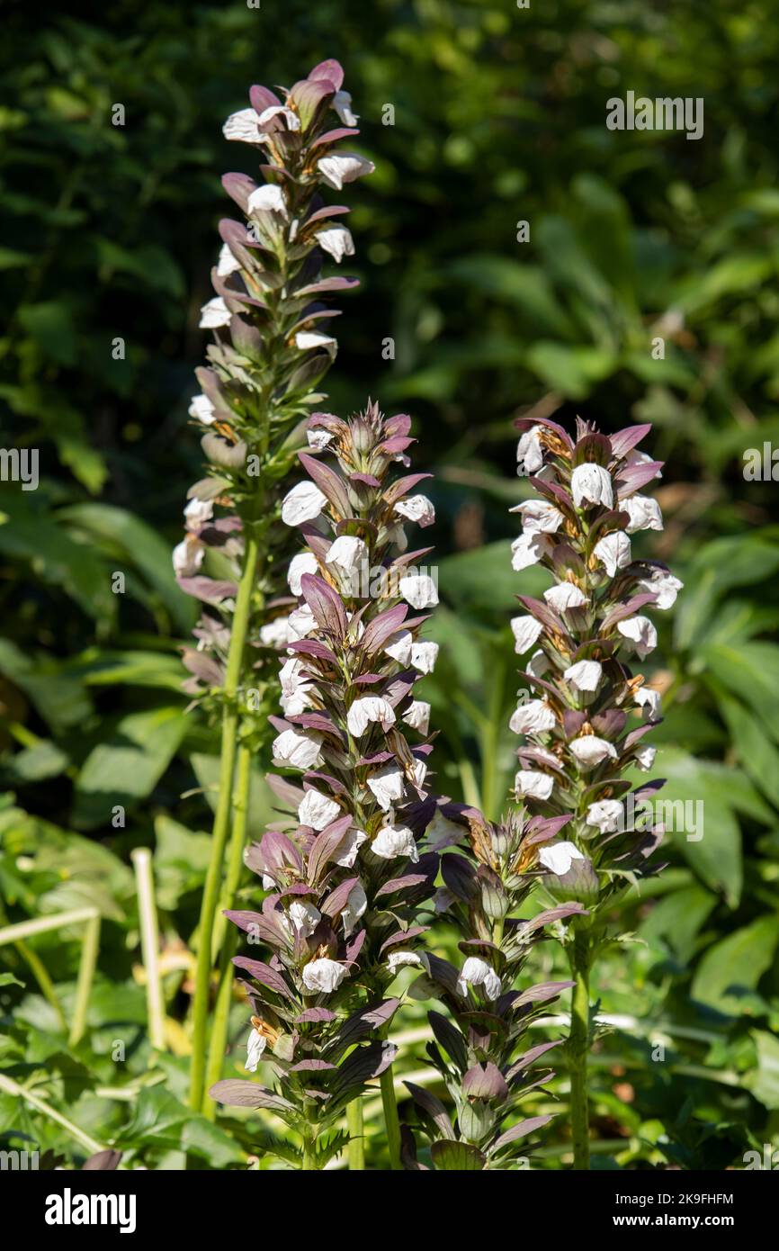 Acanthus hungaricus , Bear claw Stock Photo - Alamy