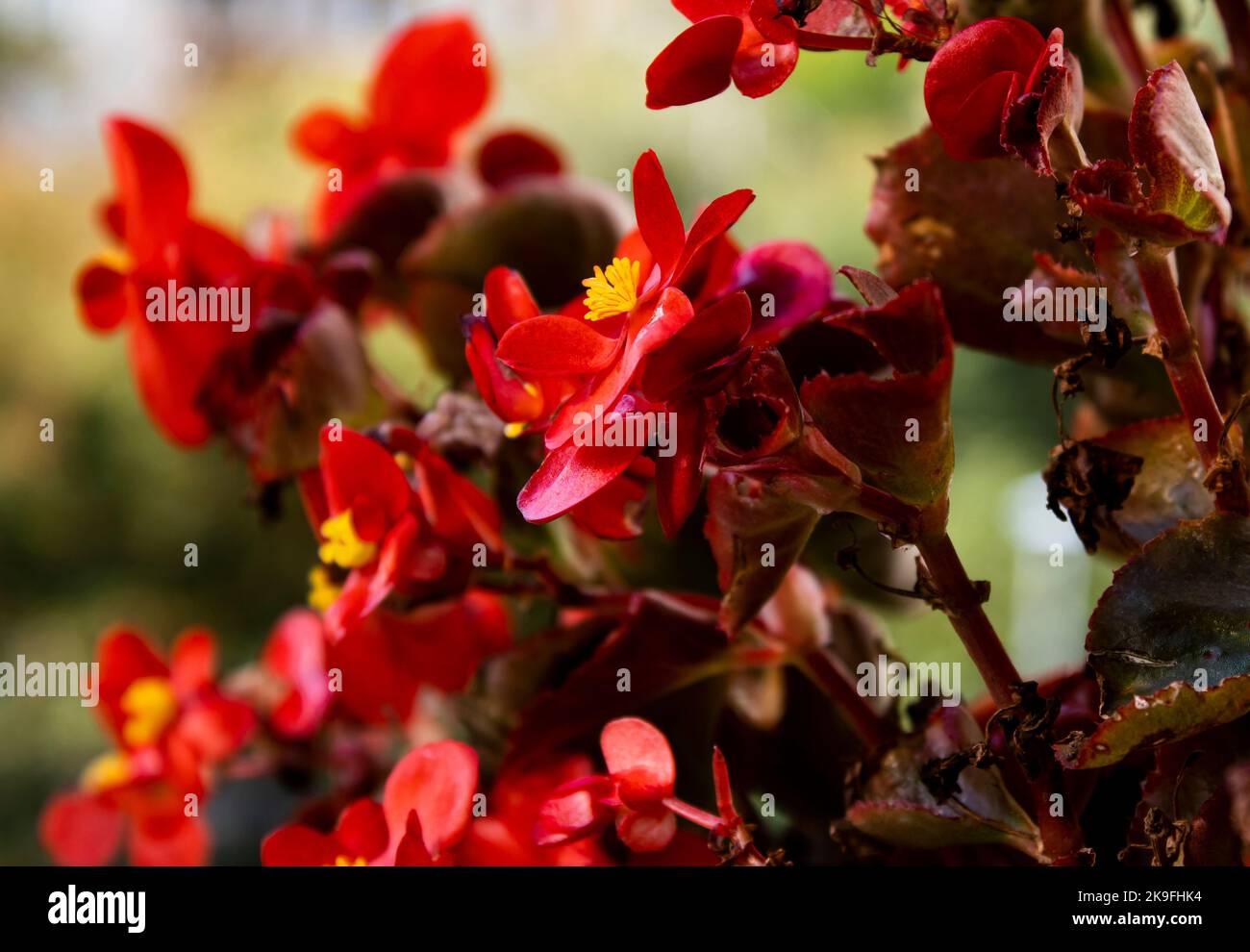 Begonia , Red begonia Stock Photo - Alamy