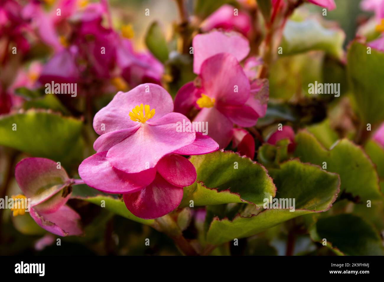 Begonia , Pink begonia Stock Photo - Alamy