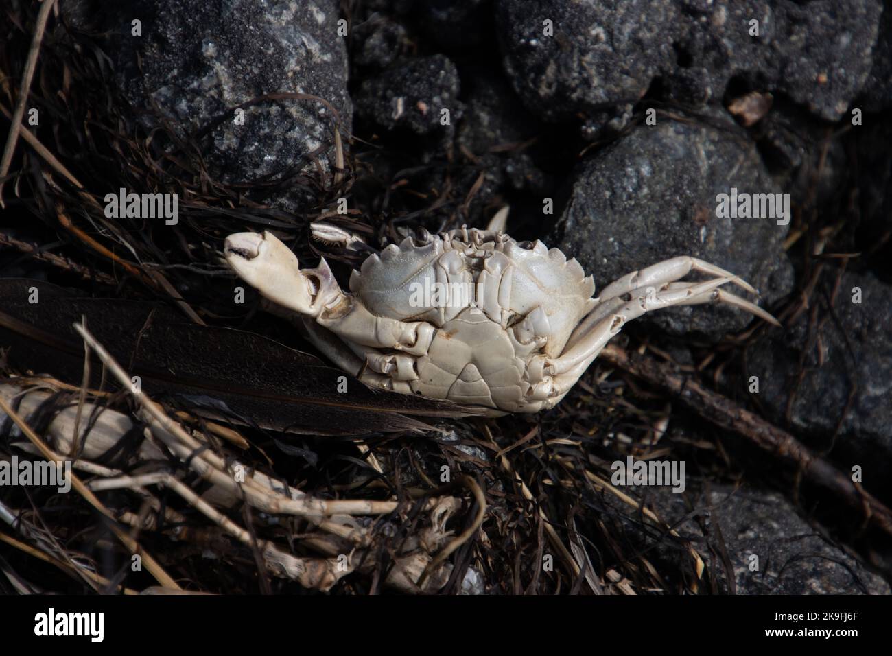 Dead crab laying between seaweed Stock Photo - Alamy