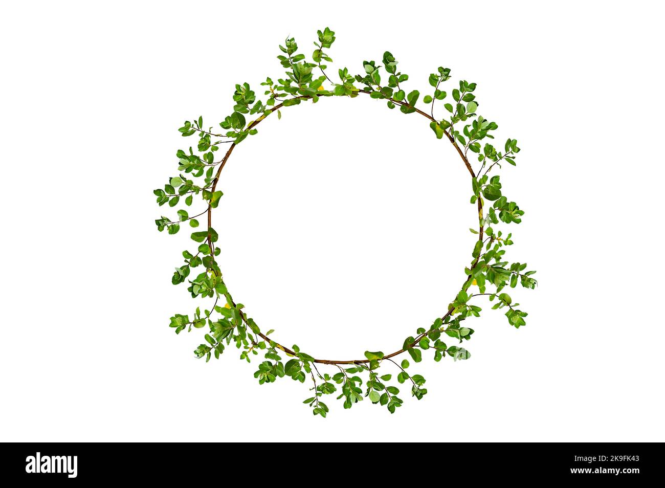 leaf vine circle isolates on a white background Stock Photo - Alamy