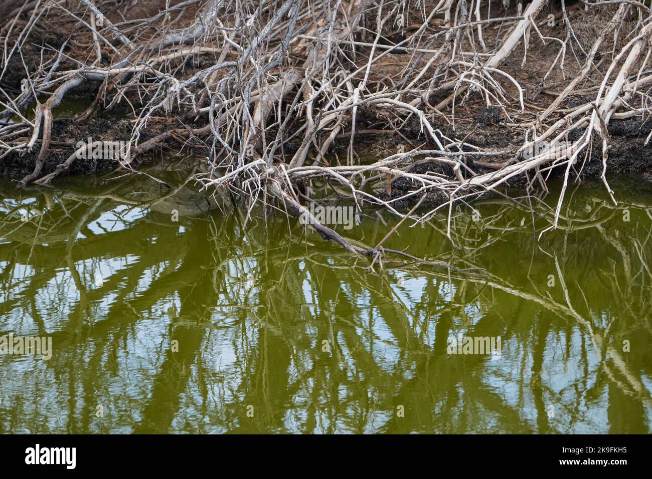 Reflection of branches in the water hi-res stock photography and images ...