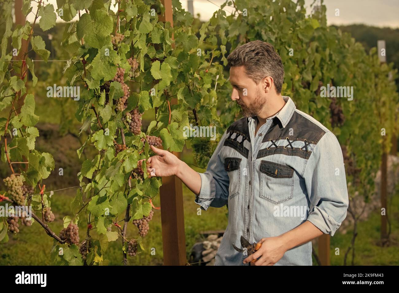Cut grapes bunch hi-res stock photography and images - Alamy