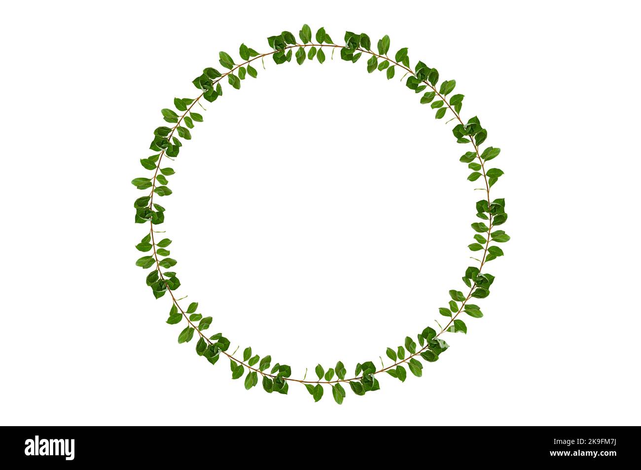 leaf vine circle isolates on a white background Stock Photo - Alamy