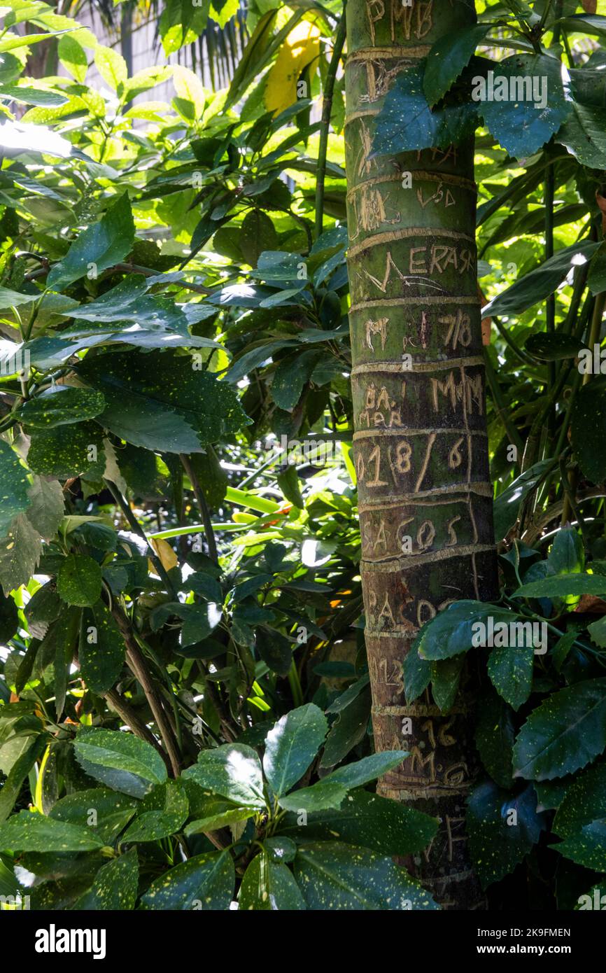 Letter carved on a tree hi-res stock photography and images - Alamy