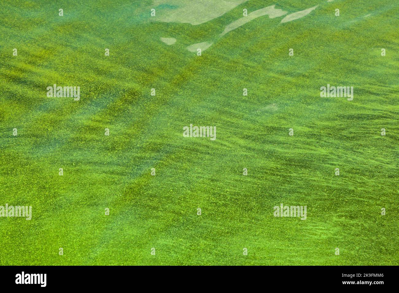 Green water with blooming algae reflective surface texture Stock Photo ...