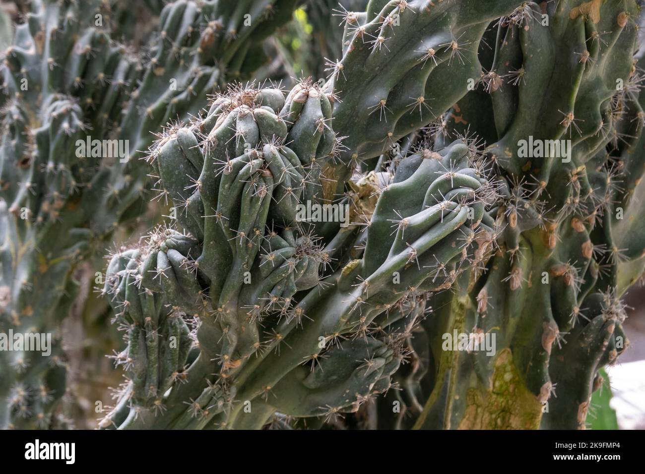 Close up view of a cereus peruvianus cactus plant on a hot greenhouse ...