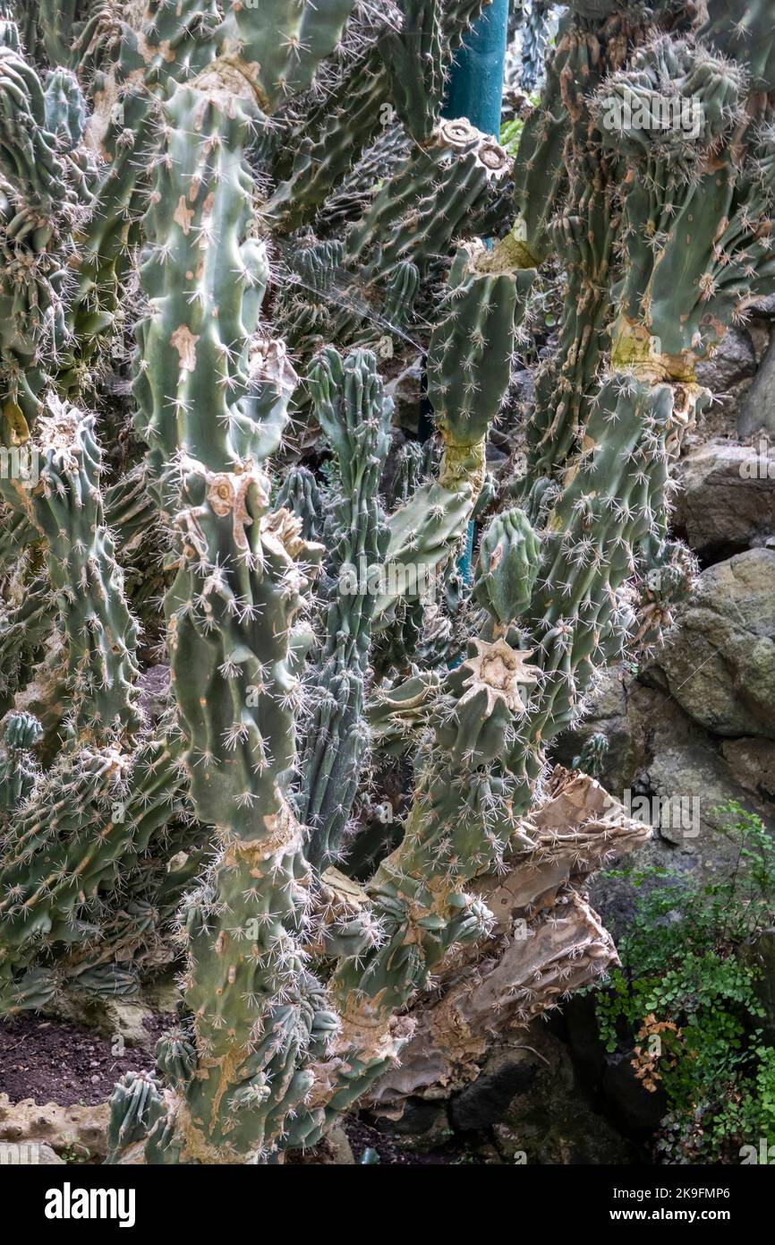 Close up view of a cereus peruvianus cactus plant on a hot greenhouse ...