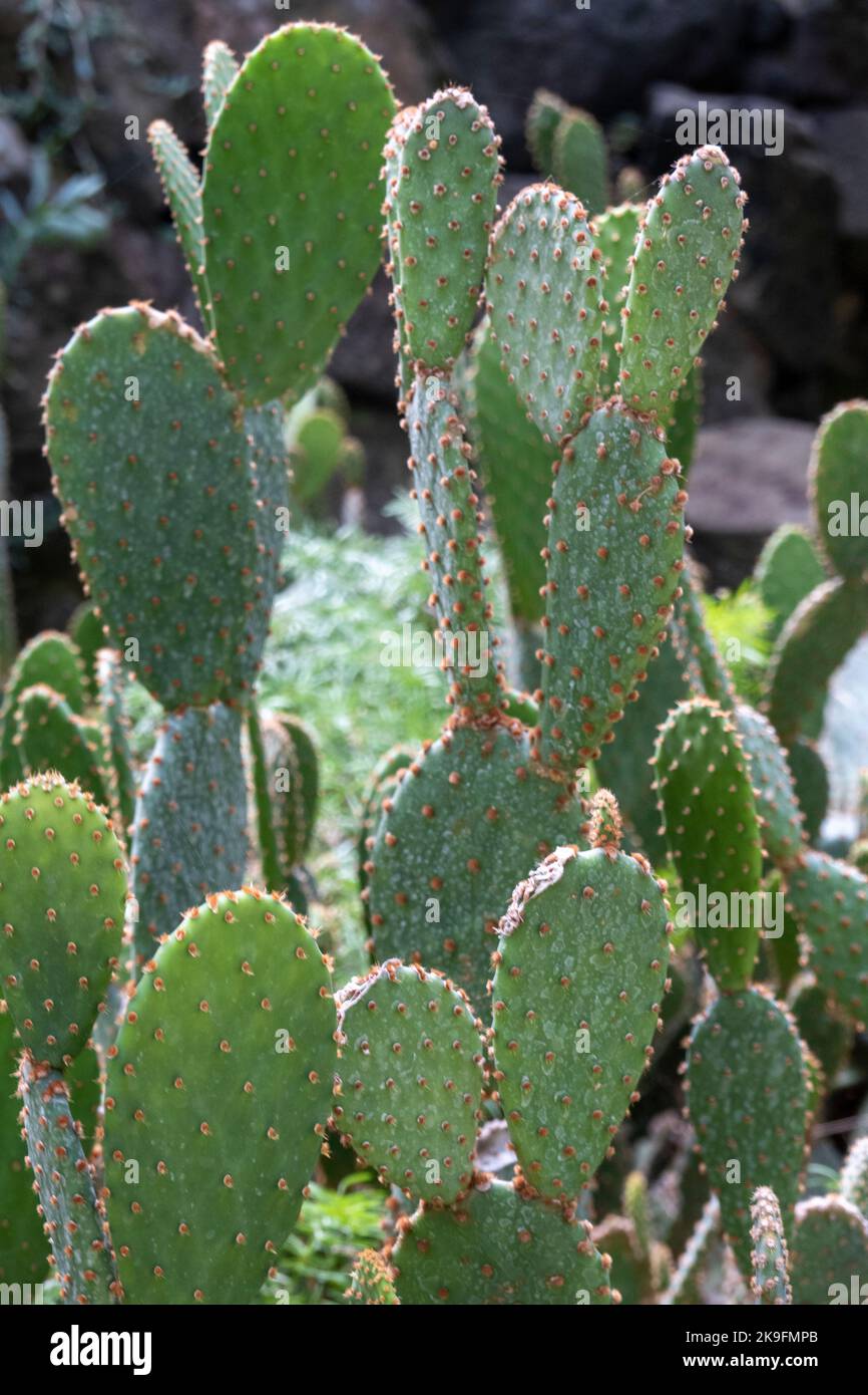 Opuntia microdasys cactus plant also known as angel's-wings, bunny ears ...
