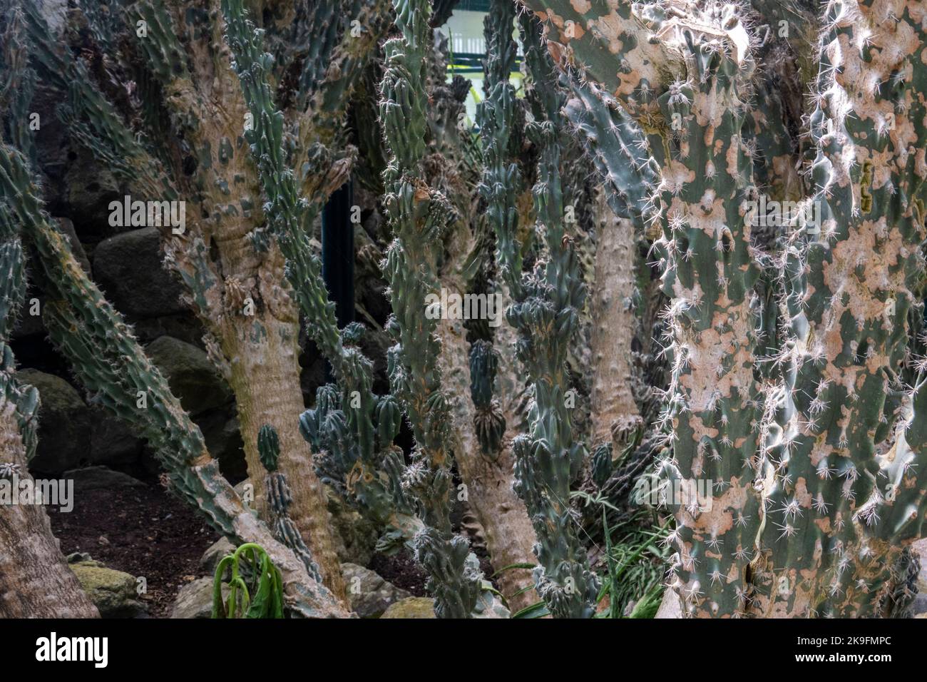 Close up view of a cereus peruvianus cactus plant on a hot greenhouse ...