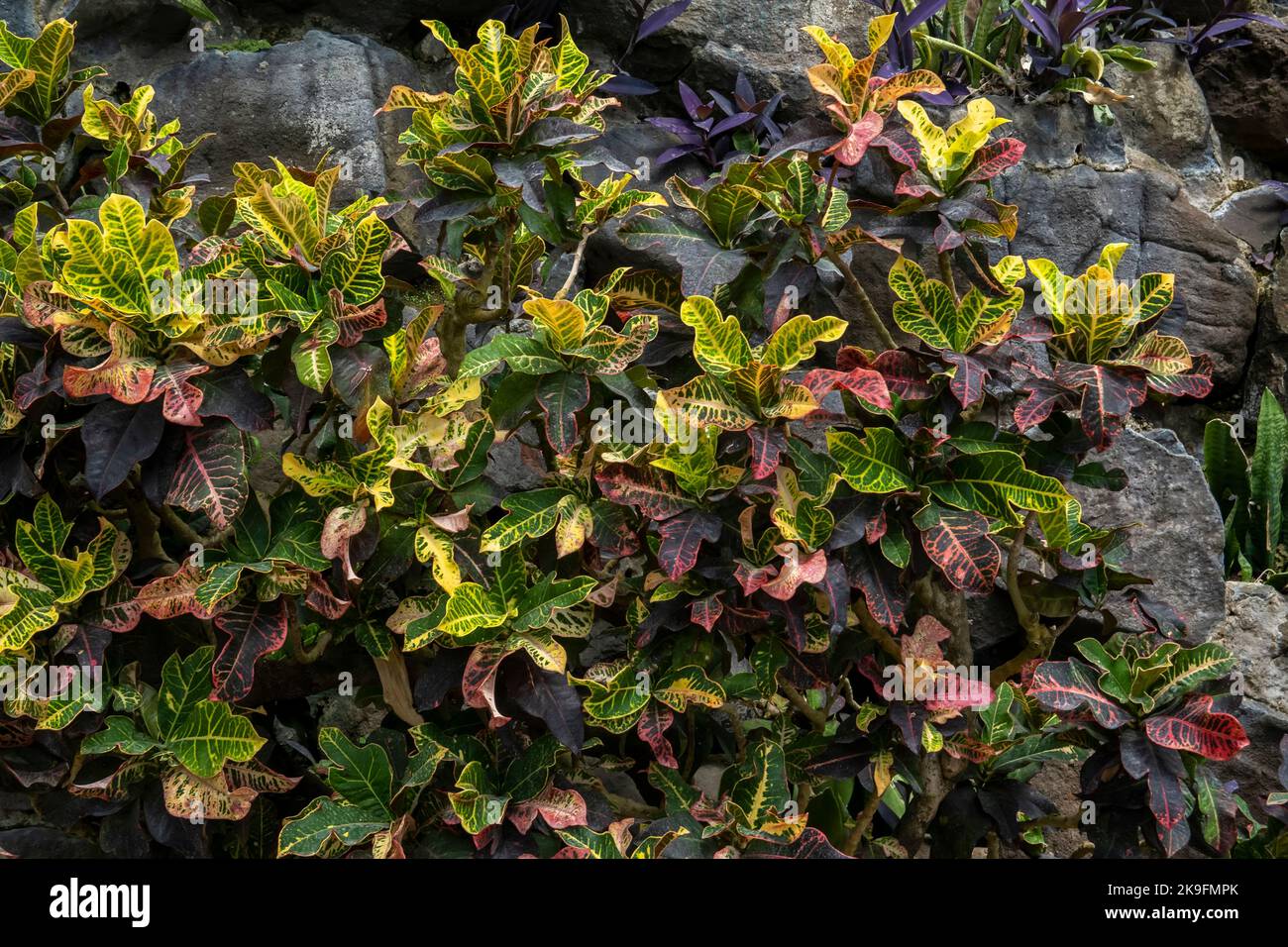 View of the beautiful Codiaeum Variegatum plant, also known as fire ...