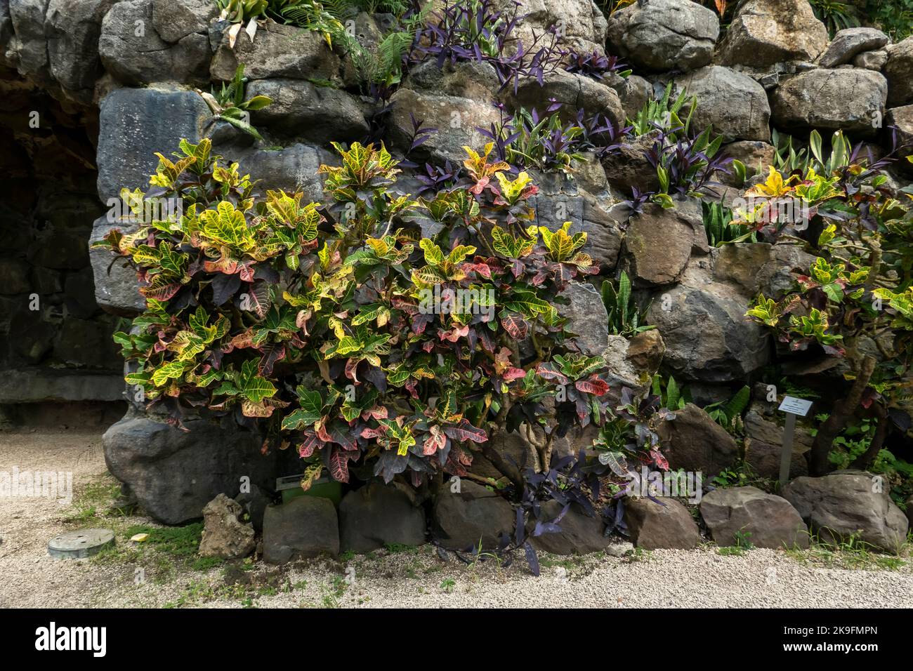 View of the beautiful Codiaeum Variegatum plant, also known as fire ...