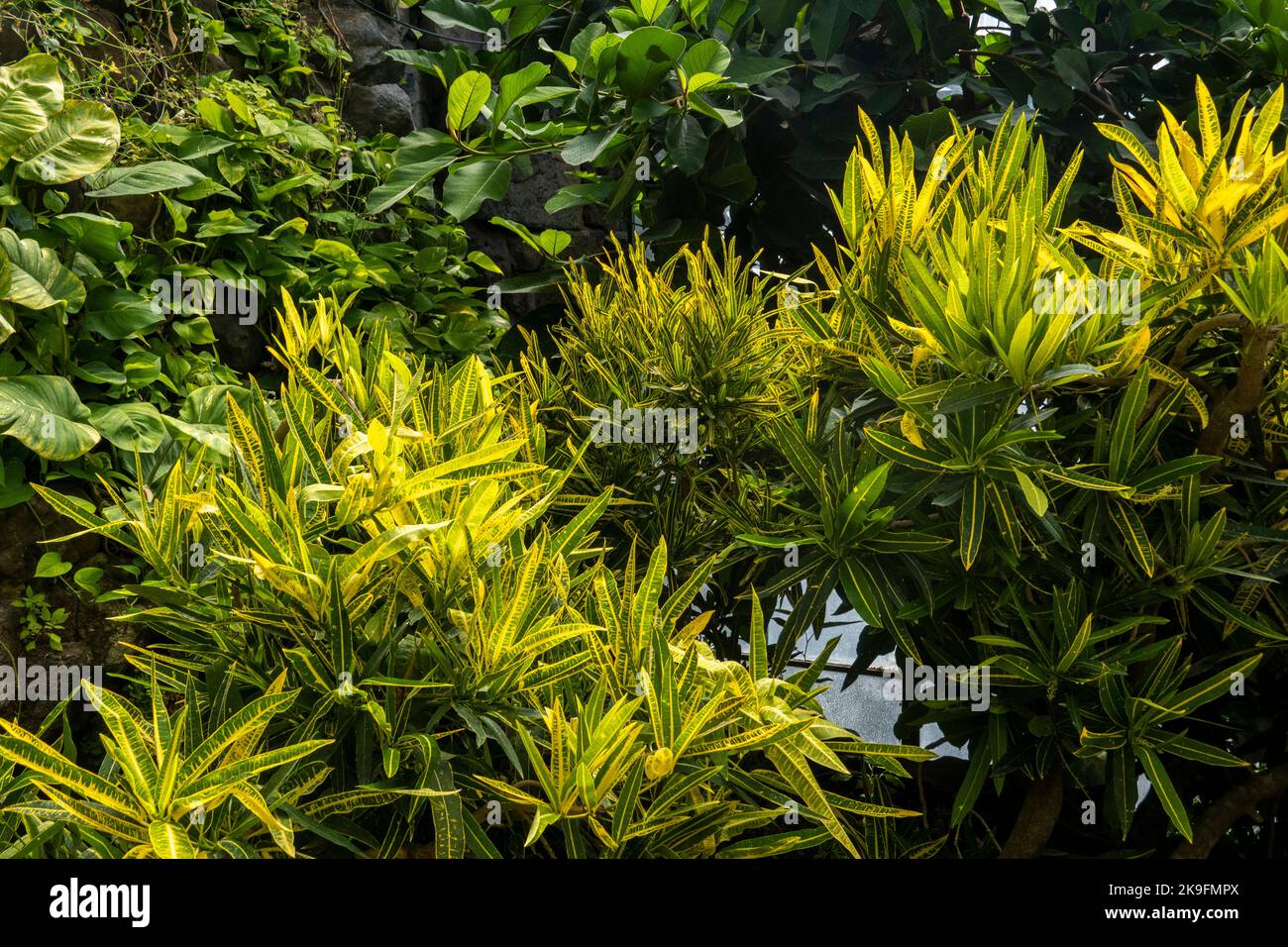 View of the beautiful Codiaeum Variegatum plant, also known as fire ...