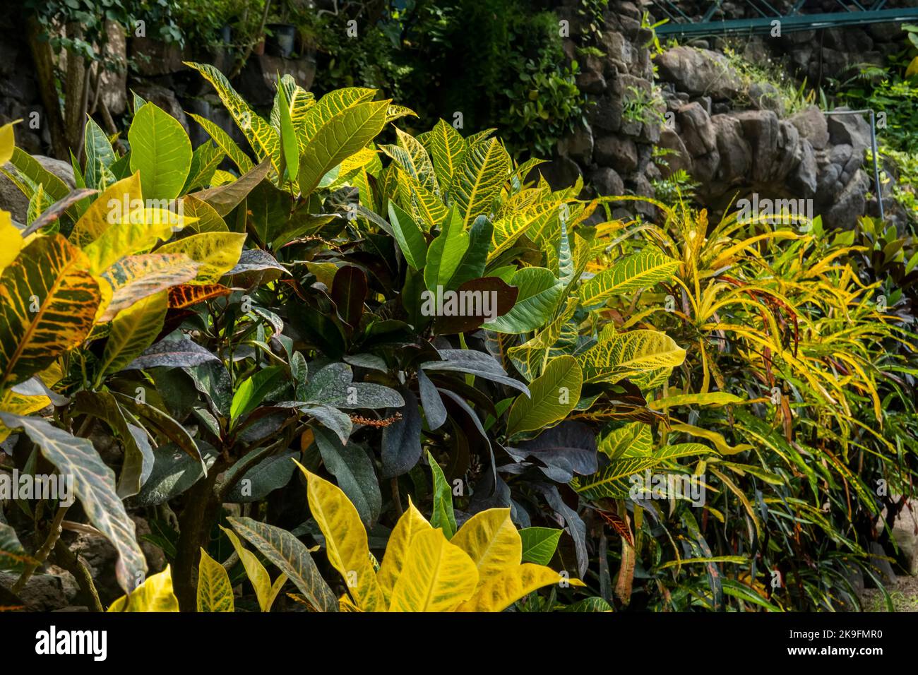 View of the beautiful Codiaeum Variegatum plant, also known as fire ...