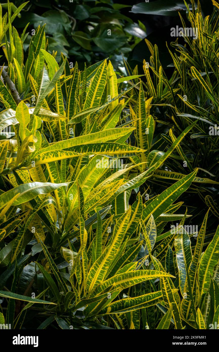 View of the beautiful Codiaeum Variegatum plant, also known as fire ...