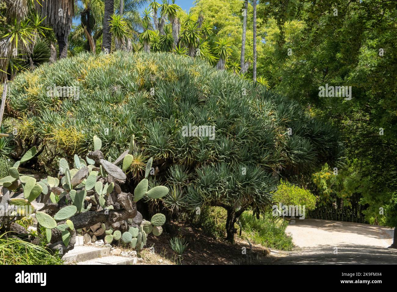 Dracaena draco, also known as the Canary Islands dragon tree or drago ...