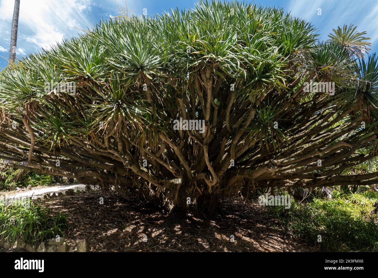 Dracaena draco, also known as the Canary Islands dragon tree or drago ...
