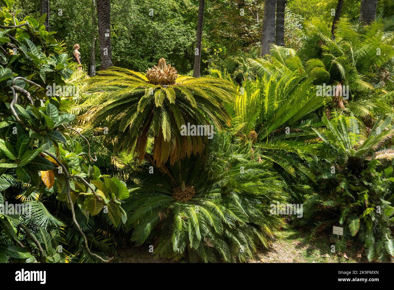 Cycas revoluta plant also known as sago palm, king sago, sago cycad, or ...