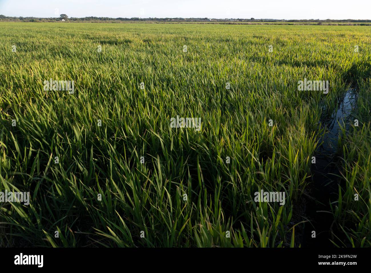 Rice fields plantations landscape located on Carrasqueira village ...