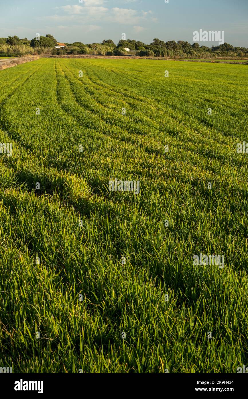 Rice fields plantations landscape located on Carrasqueira village ...