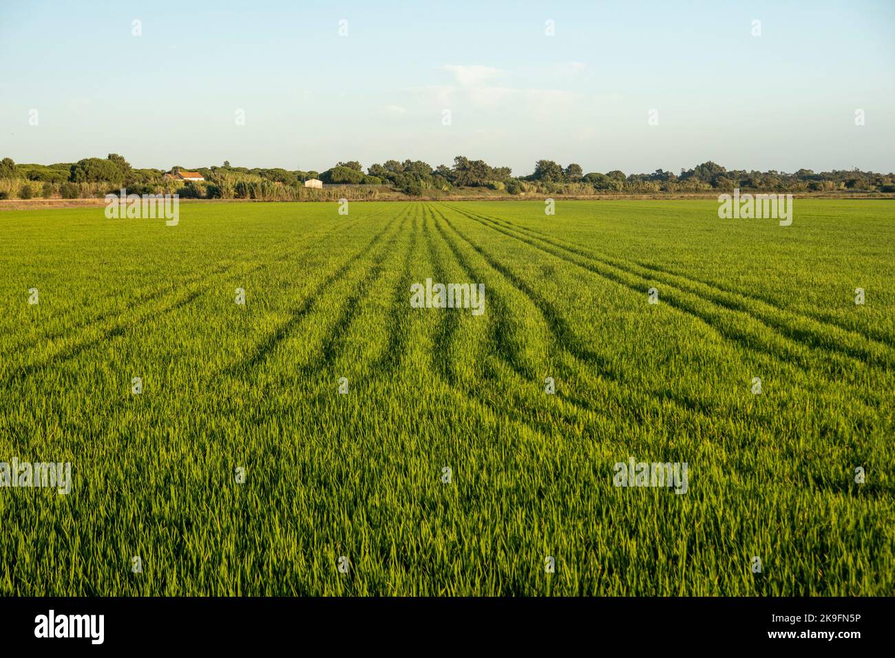 Rice fields plantations landscape located on Carrasqueira village ...