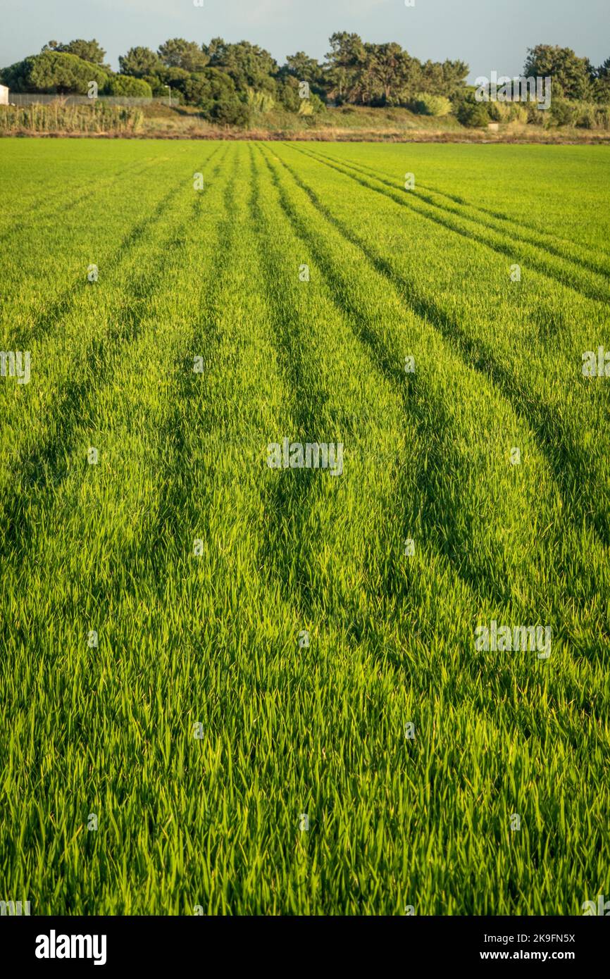 Rice fields plantations landscape located on Carrasqueira village ...
