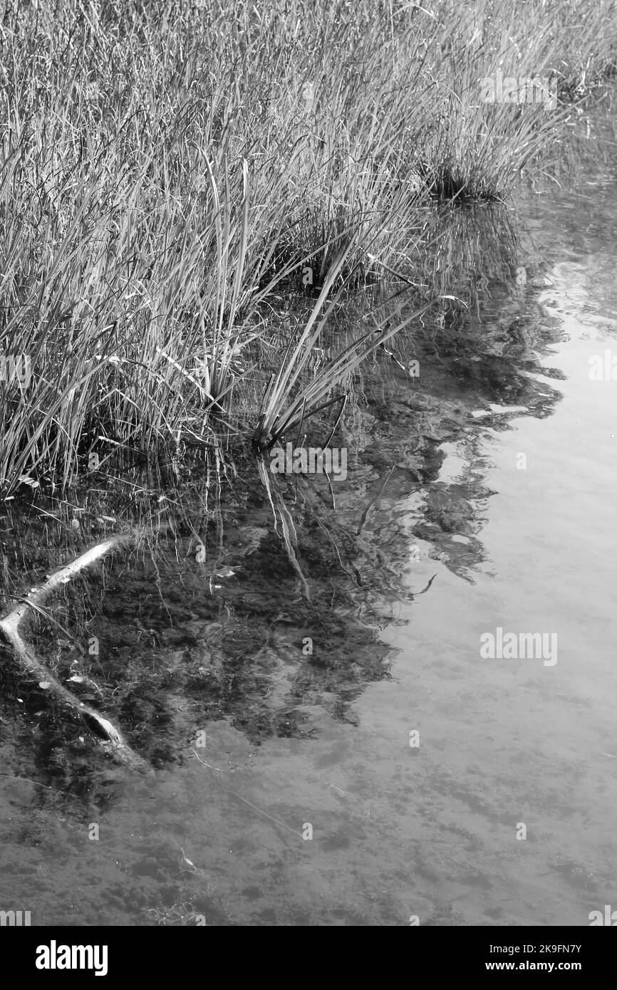 Wild reeds and grasses growing along the quiet shoreline in a black and ...