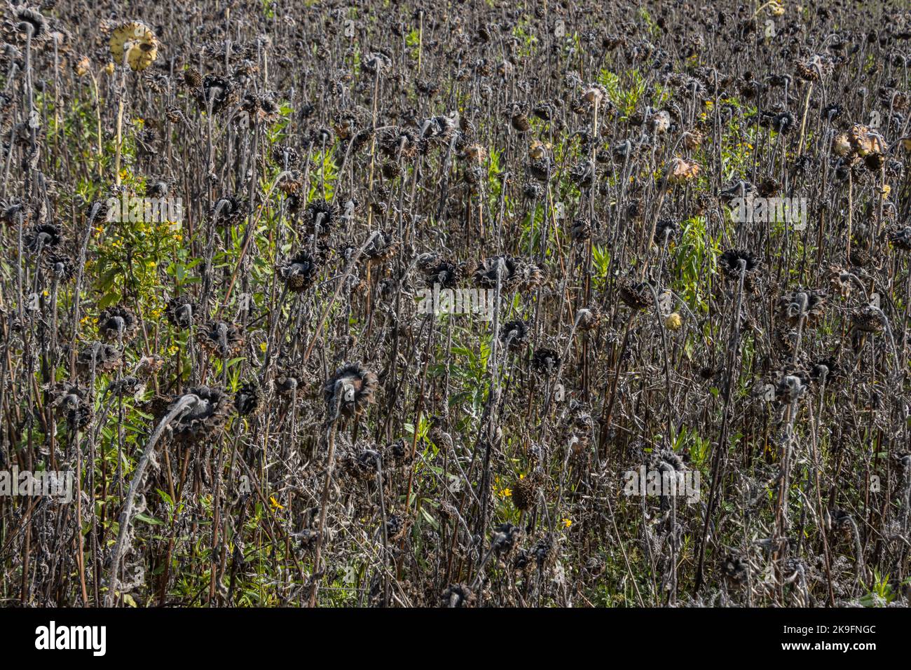 Dry ripe sunflower field ready for harvest Stock Photo - Alamy