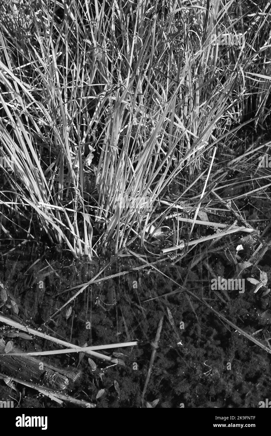 Wild reeds and grasses growing along the quiet shoreline in a black and ...