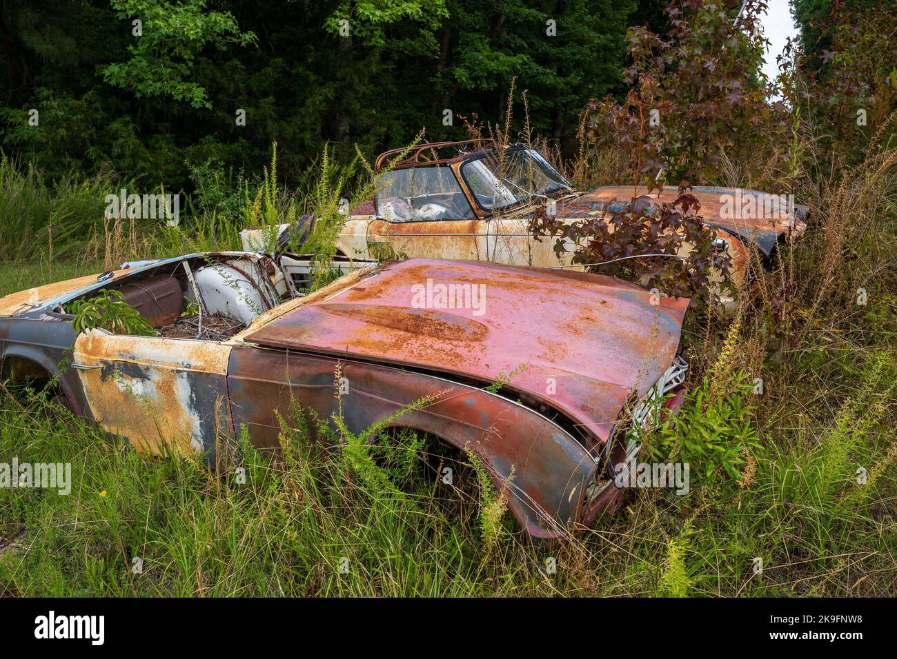 Old rusty cars that no longer drive are in a field with weeds and trees Stock Photo - Alamy