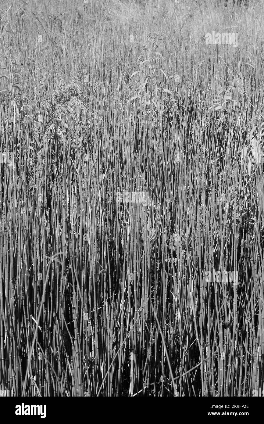 Wild reeds and grasses growing along the quiet shoreline in a black and ...
