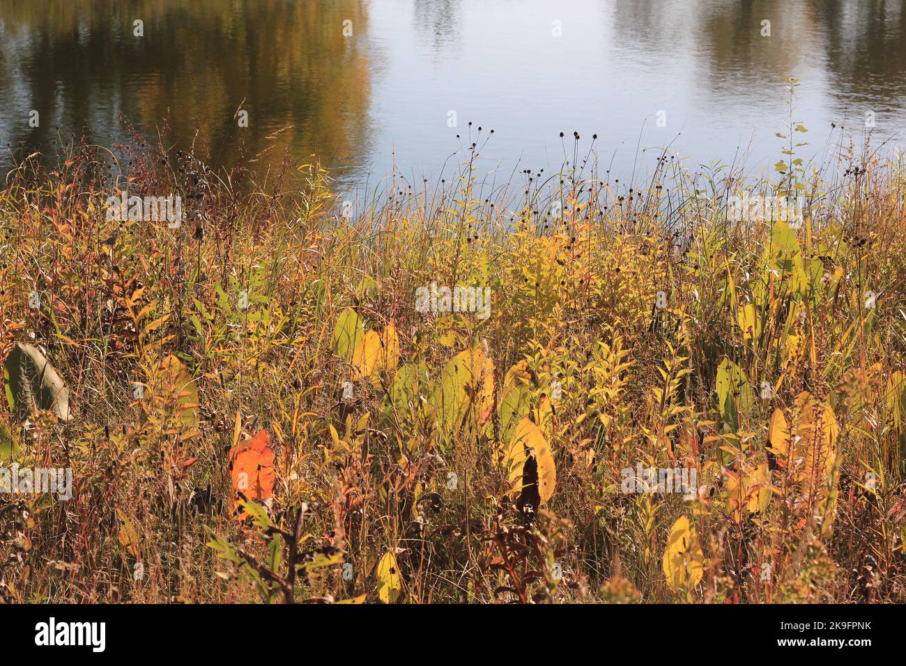 Wild reeds and grasses growing along the quiet shoreline Stock Photo ...