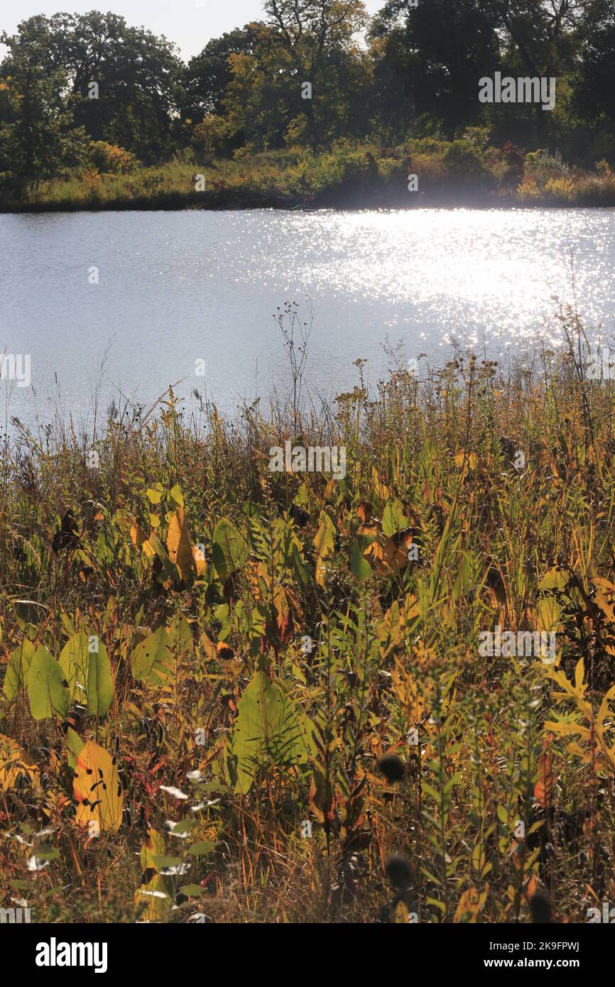 Wild reeds and grasses growing along the quiet shoreline Stock Photo ...