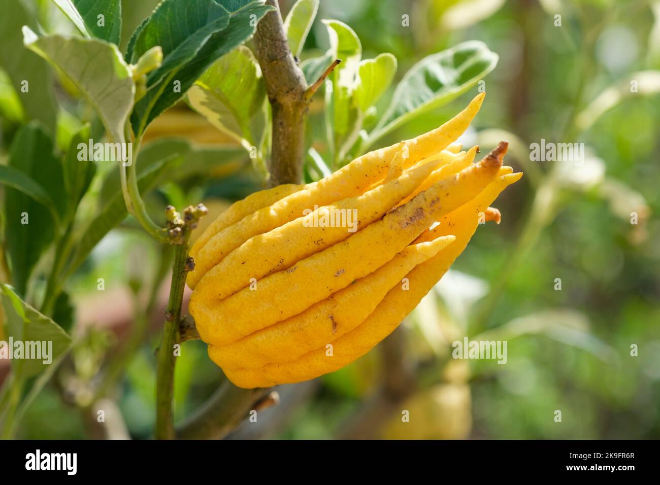 Citrus medica sarcodactylis, Buddha's hand, Buddha's hand citron ...
