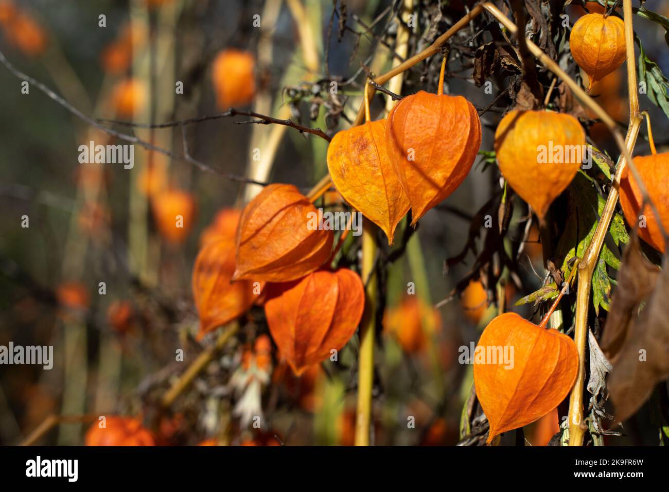 Plants in garden. Details of nature in autumn. Leaves and stems ...